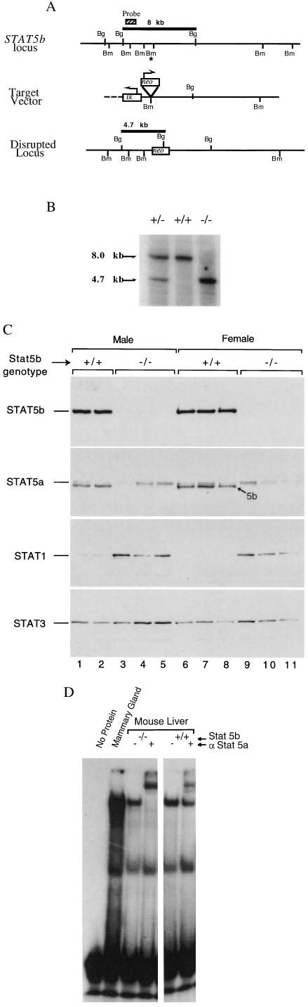 Targeted Disruption Of The Murine Stat5b Gene A Targeting Vector And