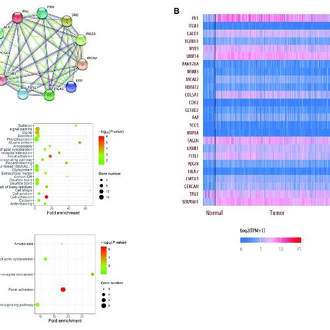 Network Establishment For FN1 Correlated Genes In HNSCC A PPI