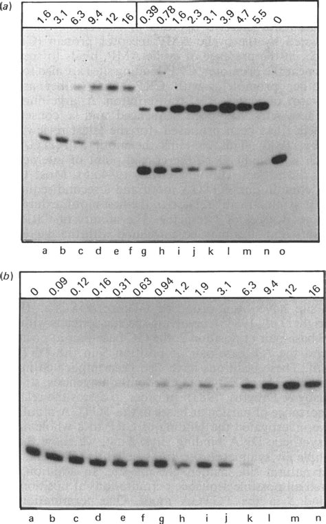 A Comparison Of Crp Binding To A 200 Bp Lac W T Fragment Left Hand Download Scientific