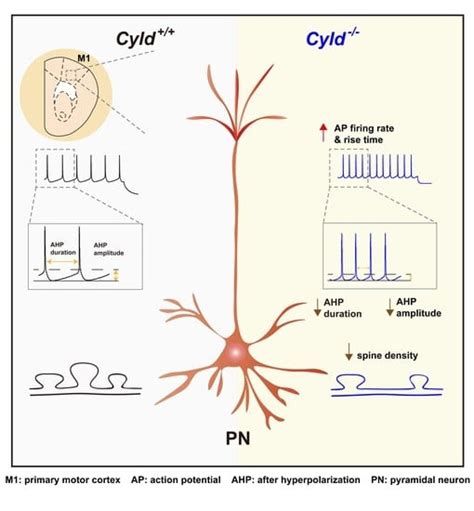 Biocytin Labeling In Whole Cell Recording Electrophysiological And