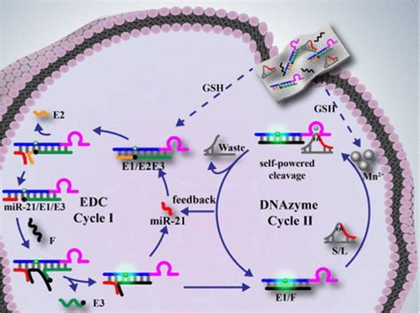 Intracellular Mirna Imaging Based On A Self Powered And Self Feedback Entropy Driven Catalyst