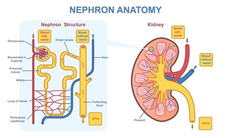 Excretory System Vector Illustration Vectormine Excretory Vector Art
