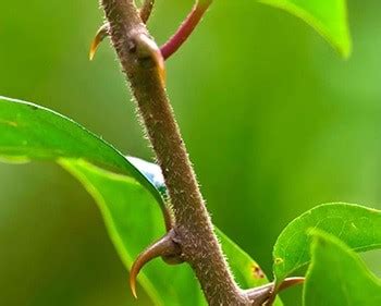 Cats Claw The Lost Herbs