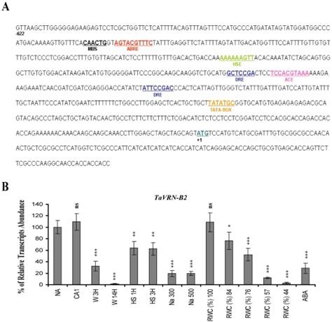A Putative Regulatory Cis Elements In Tavrn2 Promoter Mbs Myb Download Scientific Diagram