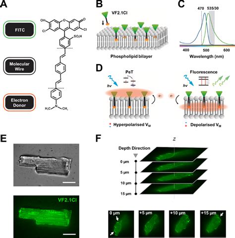 Single Cell Optical Action Potential Measurement In Human Induced