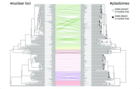 Tanglegram Illustrating The Cytonuclear Discordance In Salvia Based