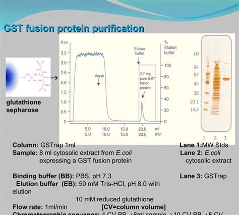 Recombinant Protein Expression And Purification Lecture Ppt