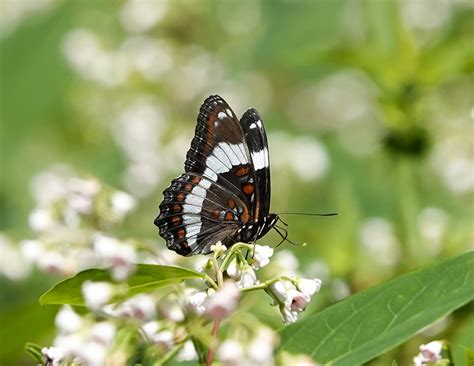 White Admiral Limenitis Arthemis