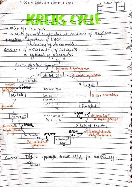Bds 1st Year Biochemistry All Cycles In One Pdf Biochemistry