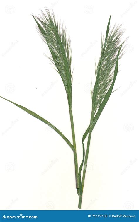 Blades Of Grass Stock Image Image Of Seeds Stalk Grass 71127103