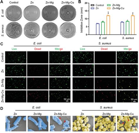 In Vitro Antibacterial Ability Of The Zn Alloy Implants Ab Download Scientific Diagram