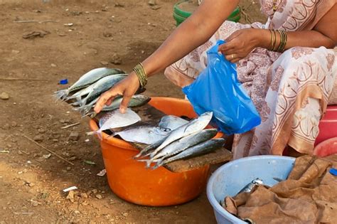현지 어 부 들에 게 서 잡은 플라스틱 그릇에 신선한 생선을 파는 힌두 인도 여성들의 이미지 고아 남부 인도 바다 물고기 처 브 고등어와 넙치에 있는 해산물 시장에서 더러운