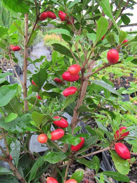 Miracle Fruit • Just Fruits and Exotics