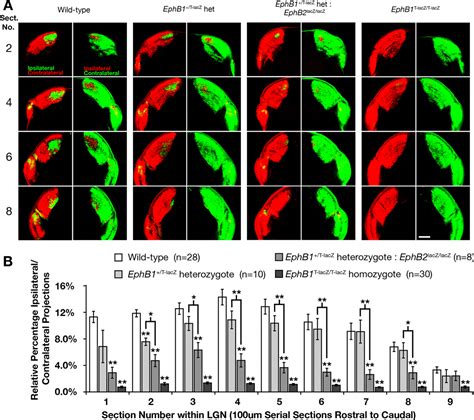 Forward signaling by EphB1/EphB2 interacting with ephrin-B ligands at ...