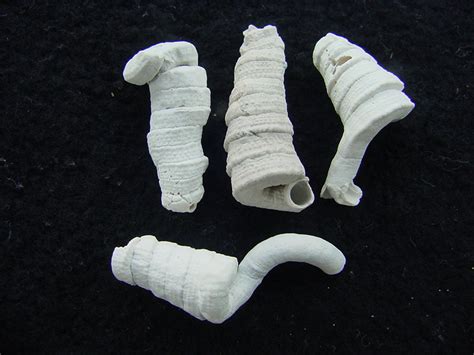 Large Fossil Worms Southern Arrow Fossil Shells From Southern Arrow For Sale