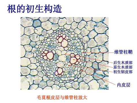 根与茎的形态结构与发育word文档在线阅读与下载无忧文档