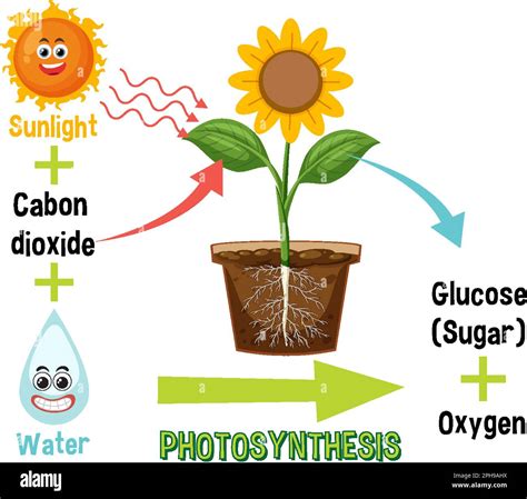 Diagram Of Photosynthesis For Biology And Life Science Education