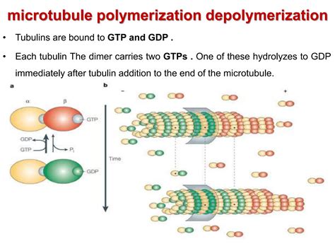 Structure And Functions Of Cytoskeletons Pptx