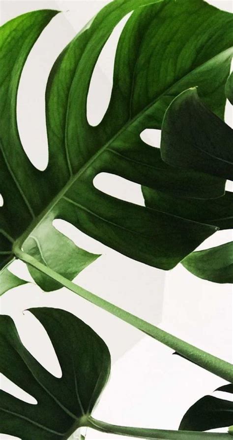 Rhino OnlyFans Account Rhino Xxx