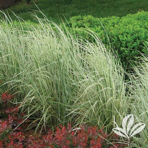Calamagrostis Calamagrostis X Acutiflora Overdam Overdam Feather Reed