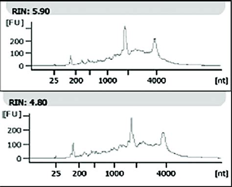 Representative Bioanalyzer Data Demonstrating Good Quality Rna Download Scientific Diagram