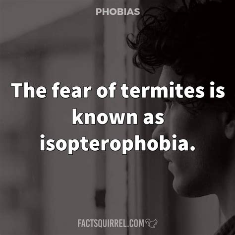 The Fear Of Termites Is Known As Isopterophobia Fact Squirrel