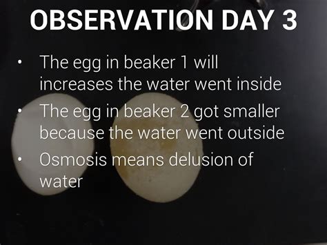 Osmosis Egg Experiment By Alissia Brown
