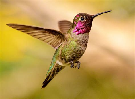 Annas Hummingbird Audubon Field Guide