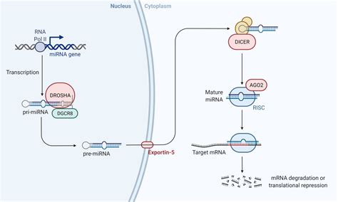 The Clinical Utility Of Dysregulated Microrna Expression In Paediatric Solid Tumours European