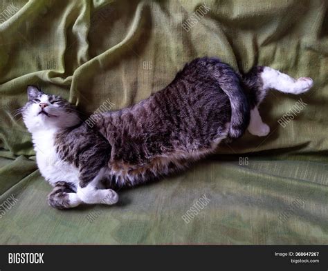 Cats In Funny Poses