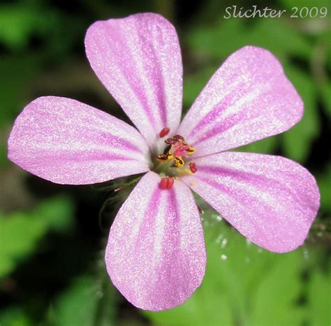 Herb Robert Robert Geranium Stinky Bob Geranium Robertianum