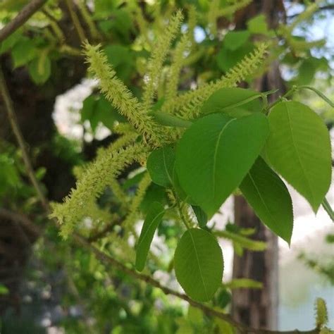 Giant Pussy Willow Salix Chaenomeloides Plant Care And How To Grow Water