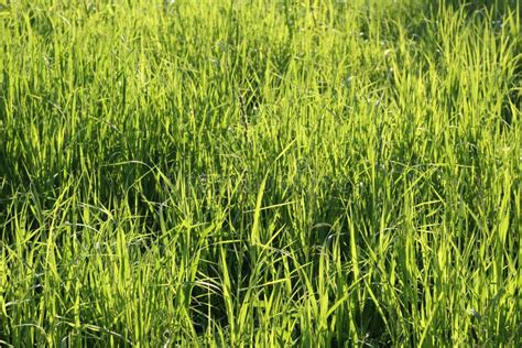 Close Up Of Fresh Thick Grass Stock Image Image Of Water Thick