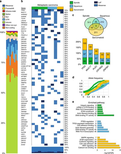 Wes Analysis Shows Repertoire Of Somatic Mutations Within Mbc A The