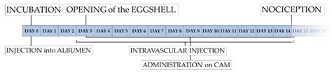 Timeline Of Experimentation With The Cam Assay In Ovo Method