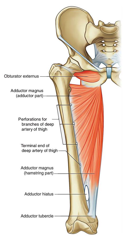 Anatomy Of The Adductor Magnus Muscle