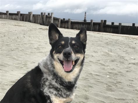 Yellow Lab Heeler Mix