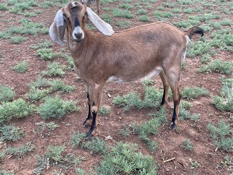 Nubian Goats Information