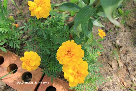 메리골드금잔화꽃 키우기꽃말 네이버 블로그