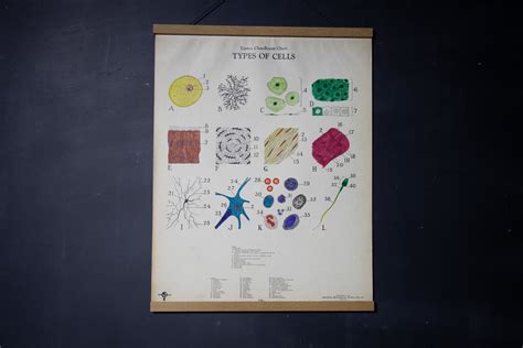 1930s Art Hand Colored Scientific Charts Factory 20