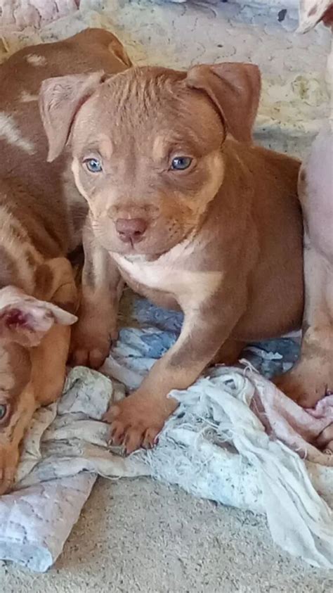 Filhotes De Pit Monsters Disponível Cachorros Vila Sapê Duque De