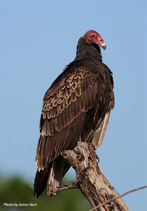 Turkey Vulture State Of Tennessee Wildlife Resources Agency