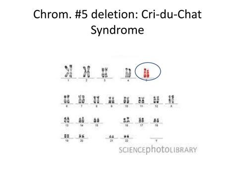 Ppt Mutations Powerpoint Presentation Free Download Id2664465