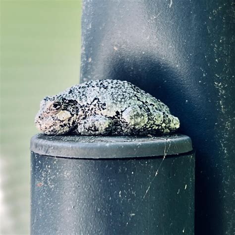 One Thing Thats Making Me Smile Is This Teeny Tiny Gray Treefrog Who