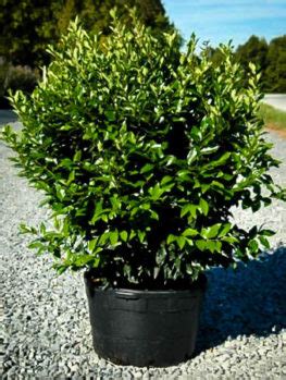 Waxleaf Privet Shrubs For Sale Online The Tree Center™