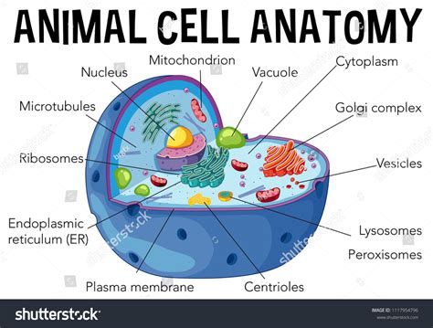 Diagram Animal Cell Anatomy Illustration Stock Vector Royalty Free