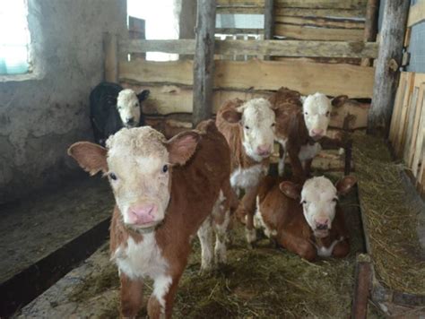 В Саратовской области появилась семейная ферма крупного рогатого скота Сделано у нас