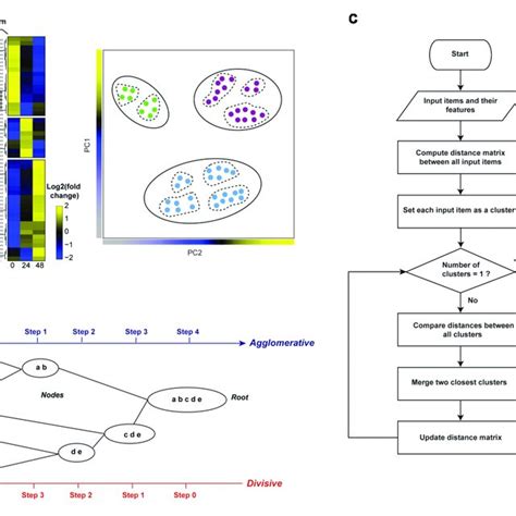 Hierarchical Clustering A Relative Abundances Of 50 Proteins