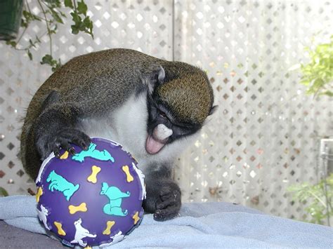 Monkey Matters Monkeys