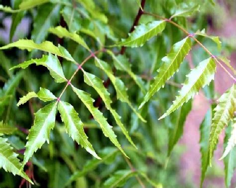 कौन सी 2 राशियों के लिए शुभ है नीम का पेड़ जानिए रोचक तथ्य Life Mantra